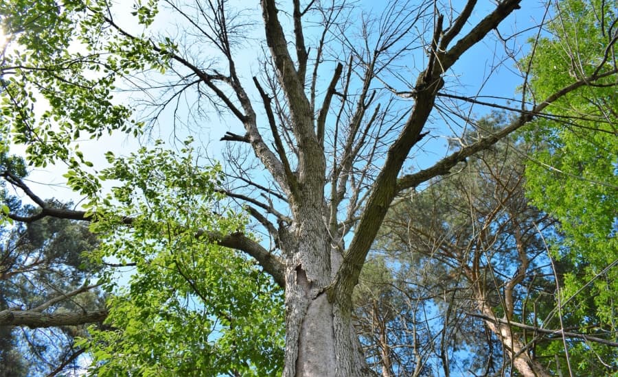 Top 3 Trees to Prune This Winter in Missouri