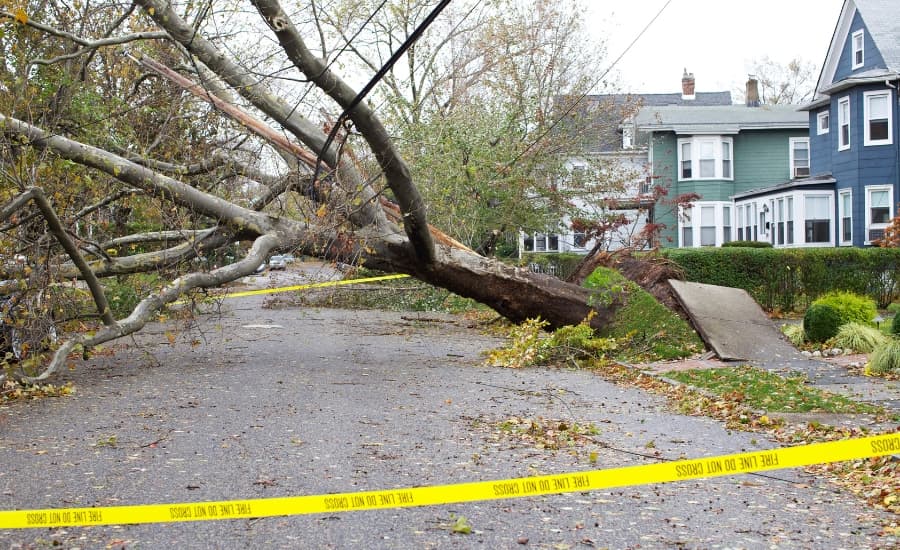 Fall Tree Risk Assessment Guide for Property Managers in St. Charles ...